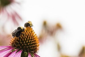 Engineers create tiny sensors for bees | Control Global